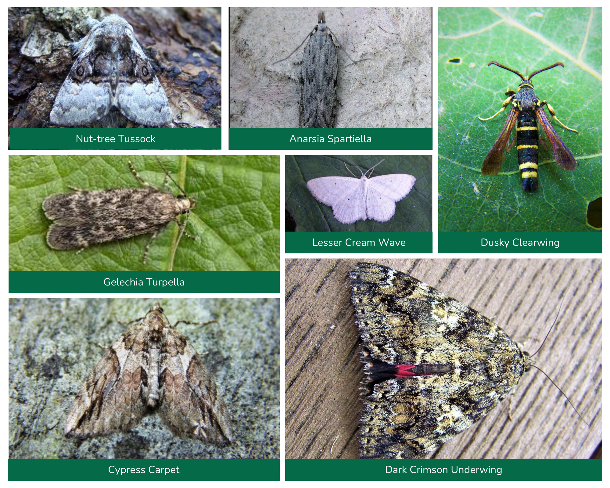 Vast Variety Of Moths Found At Ryton Pools Country Park Highlight Vast Variety Of Moths Found At Ryton Pools Country Park Highlight