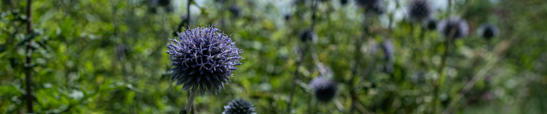 THE Homepage – Country parks